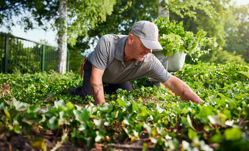 Homepage | Werken bij Vebego Groen